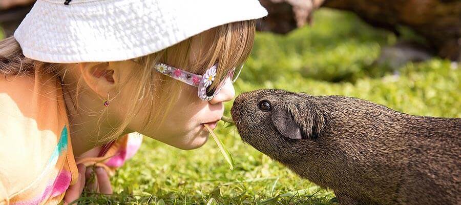 10 Reasons Why Guinea Pigs Make Great Pets | Prismatic Guinea Pigs